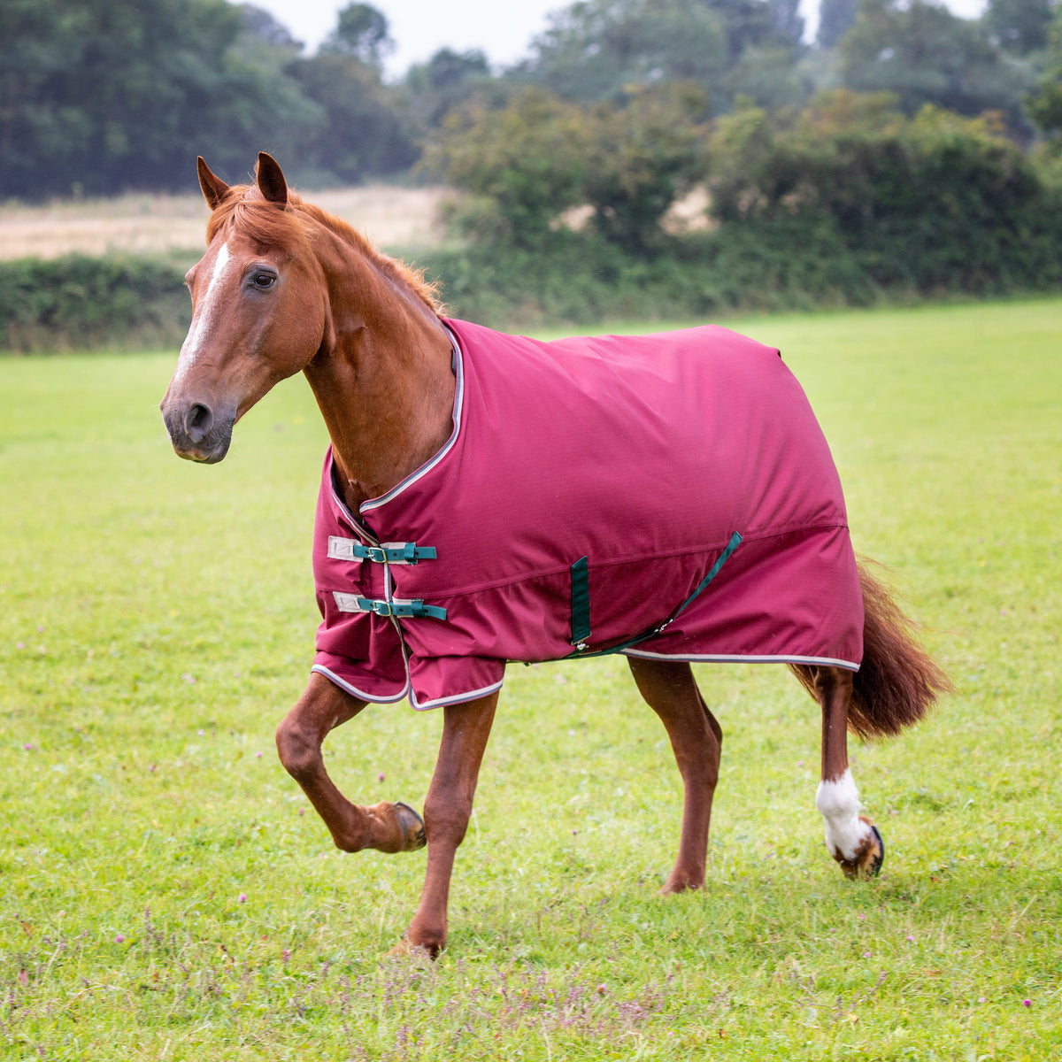 Shires Tempest Original Turnout Blanket (200g Medium) — Performance ...