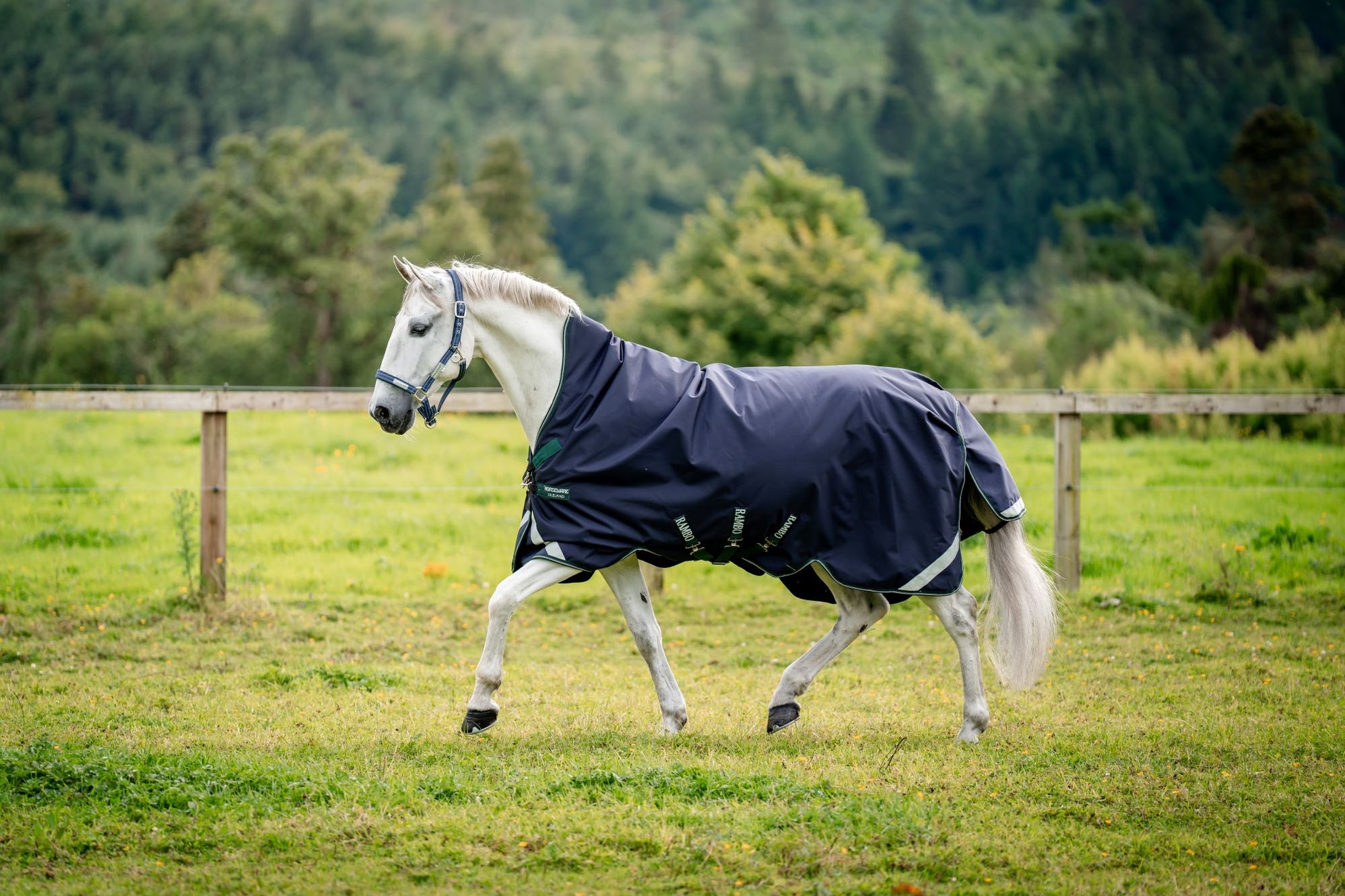Rambo Turnouts — Performance Horse Blankets