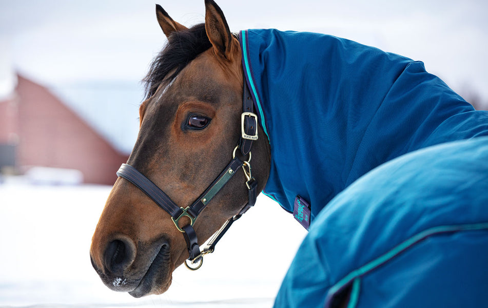 Horseware Ireland — Performance Horse Blankets
